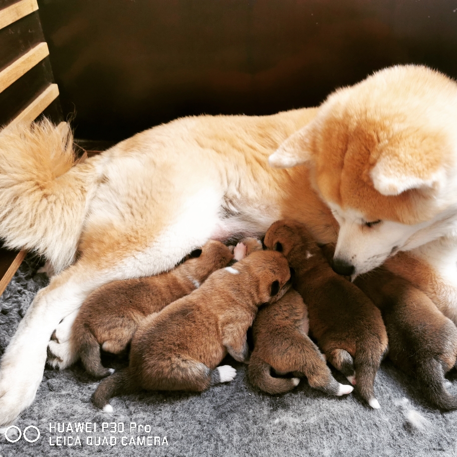 C2-litter / C2-Wurf - Akita Inu of RamsRaspel Kensha