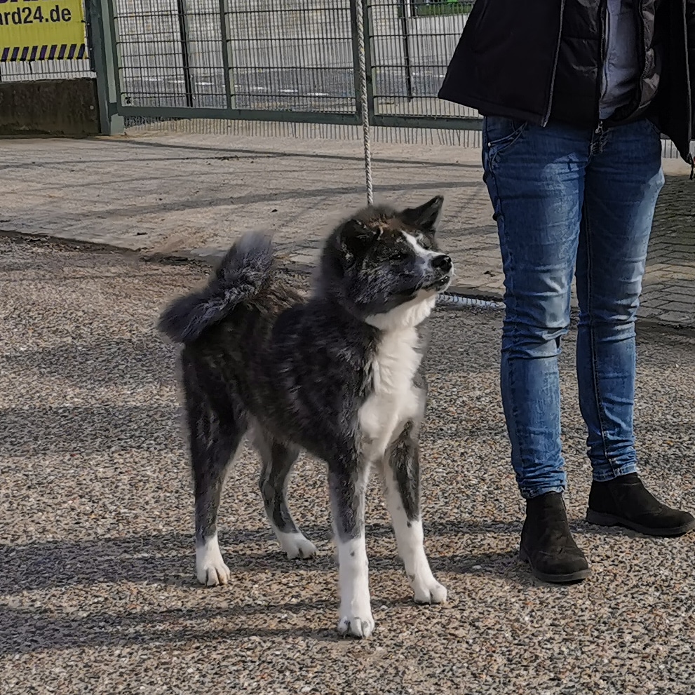 Z'Mami Tora Go of RamsRaspel Kensha - Akita Inu of RamsRaspel Kensha