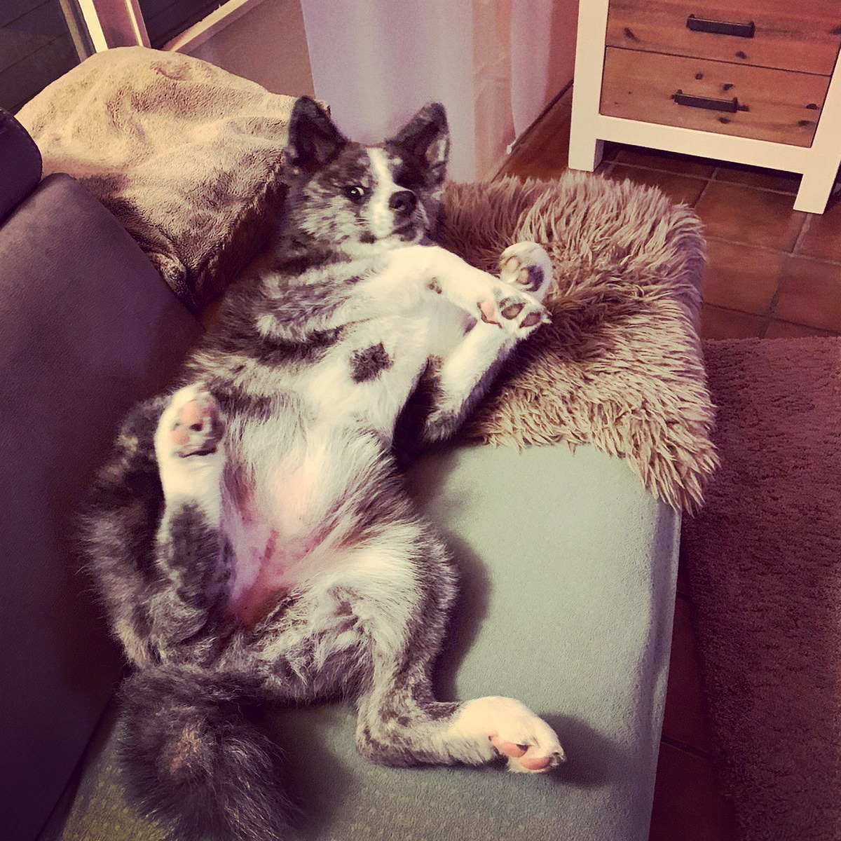 Z'Mami Tora Go of RamsRaspel Kensha - Akita Inu of RamsRaspel Kensha