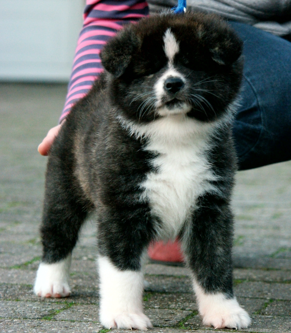 #akita #tora #Brindel - Akita Inu of RamsRaspel Kensha