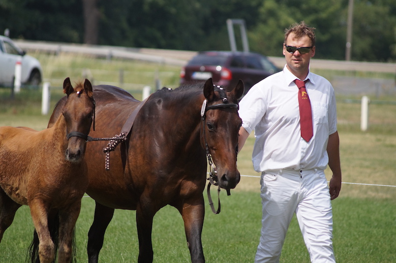 Fohlenschau in Hohenseeden: Warum Ulla mit der Flasche aufgezogen wurde ...