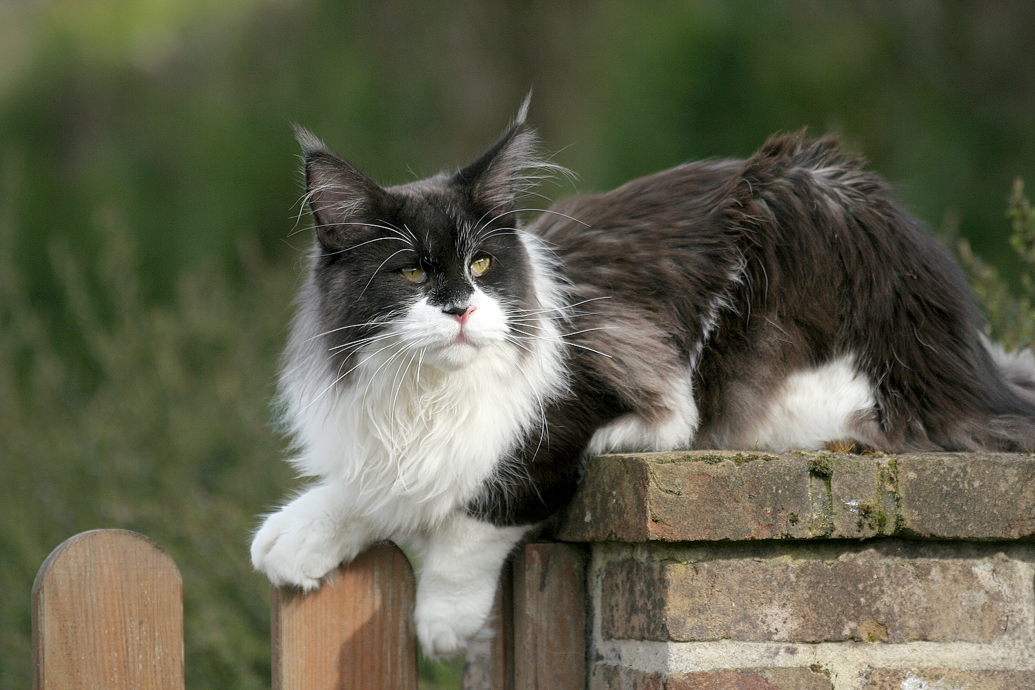 Nos maine-coons - Site de elevagedeshighlands