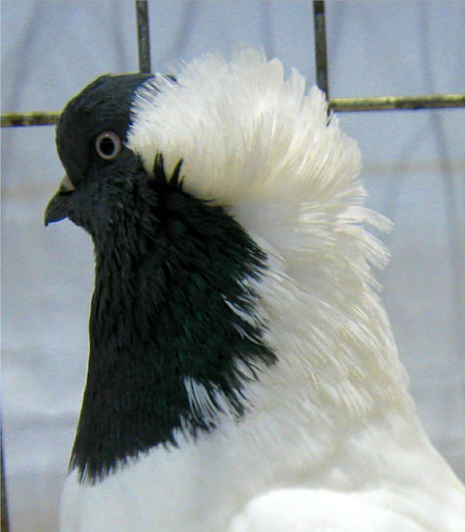 Pigeon De Grand Fond Hollandais
