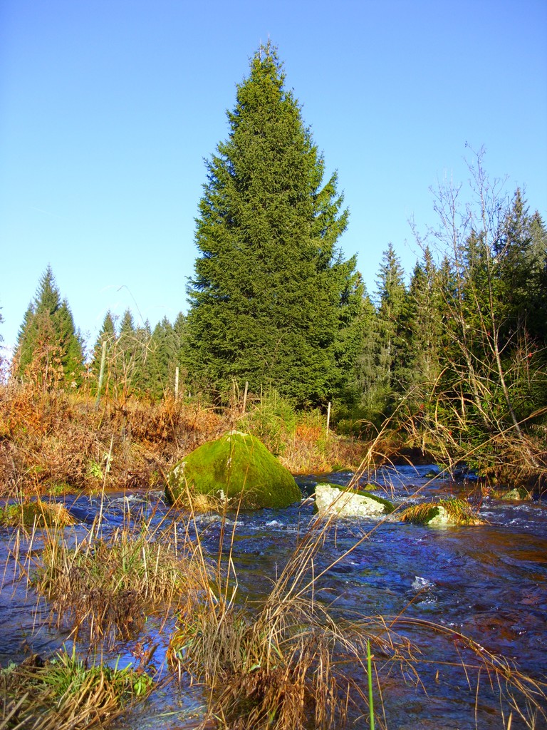 Der Hotzenwald - lebenswerter-hochrheins Webseite!