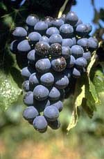 Cépage Syrah - DOMAINE LE GRAND ROUVIERE Vins Côtes de Provence AOC