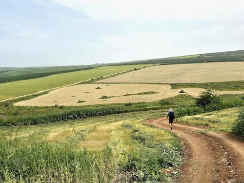 The Grain and Fruit Harvest Times in Israel - Structure Bible Menorah ...