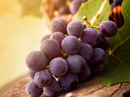 The Grain and Fruit Harvest Times in Israel - Structure Bible Menorah ...