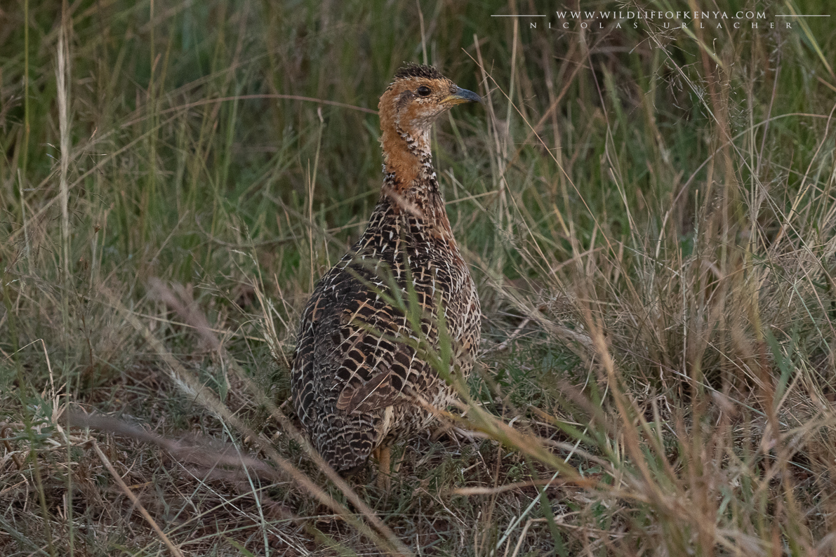 Red-winged Francolin - wildlife of kenya by Nicolas Urlacher