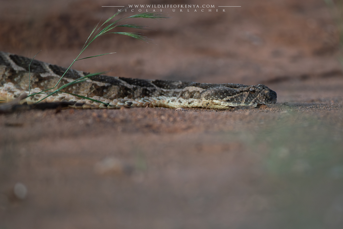 Puff Adder - wildlife of kenya by Nicolas Urlacher