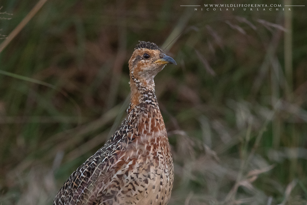 Red-winged Francolin - wildlife of kenya by Nicolas Urlacher