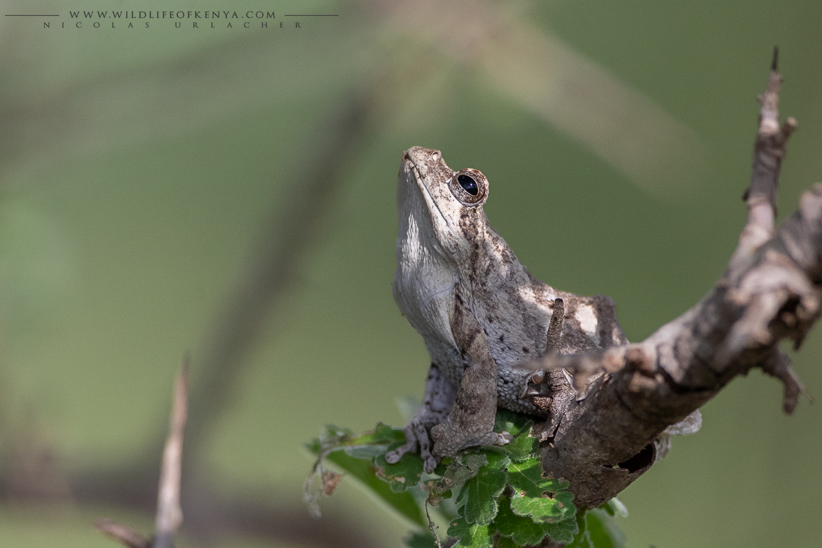 Chiromantis petersii - wildlife of kenya by Nicolas Urlacher