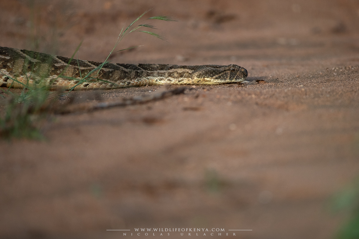 Puff Adder - wildlife of kenya by Nicolas Urlacher