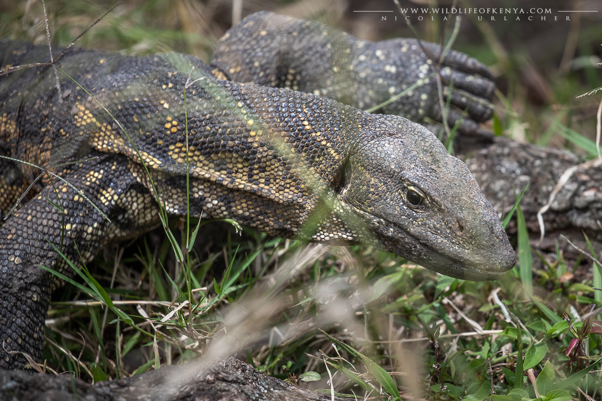 Nile Monitor - wildlife of kenya by Nicolas Urlacher