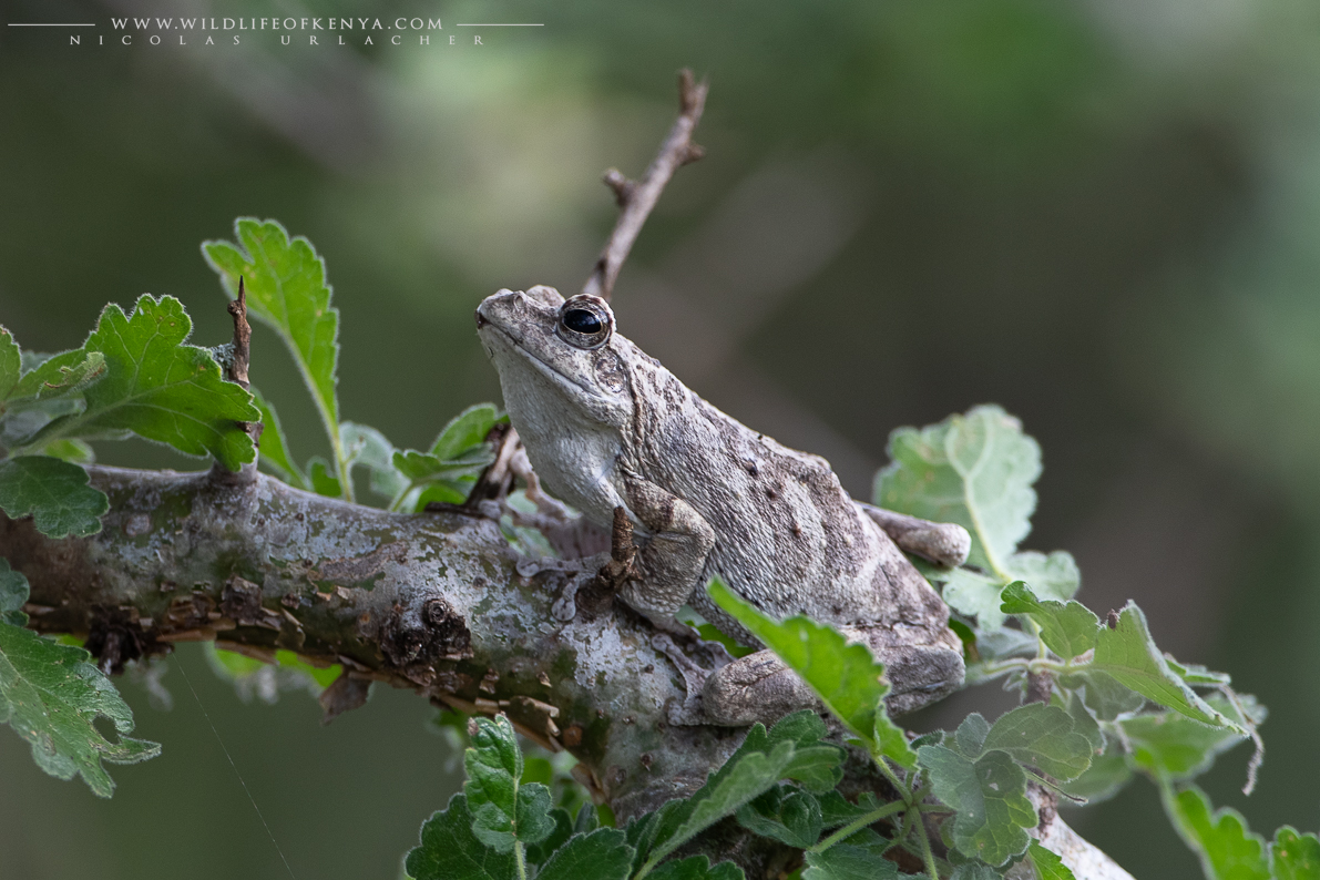 Chiromantis petersii - wildlife of kenya by Nicolas Urlacher