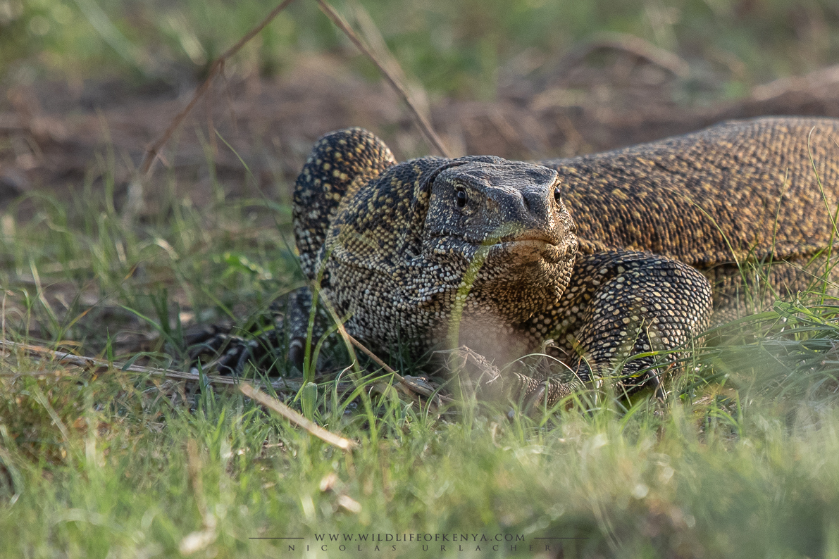 Nile Monitor - wildlife of kenya by Nicolas Urlacher