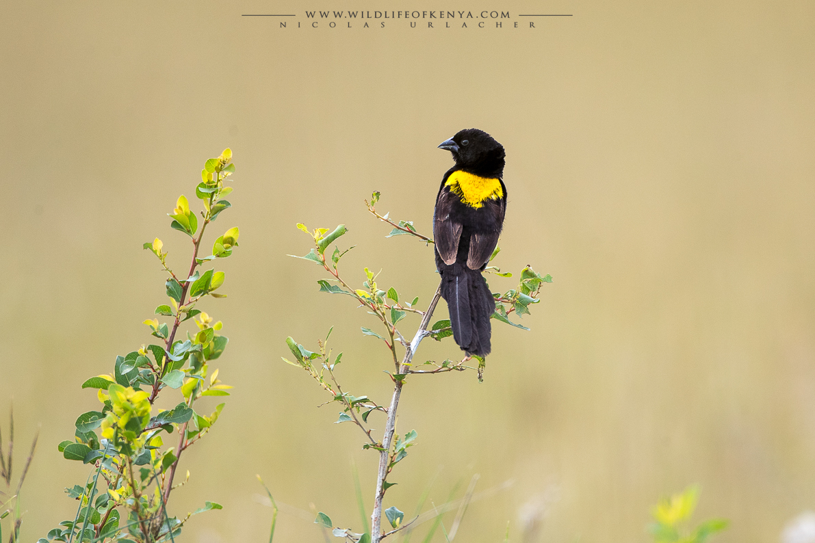Yellow-mantled Widowbird - wildlife of kenya by Nicolas Urlacher
