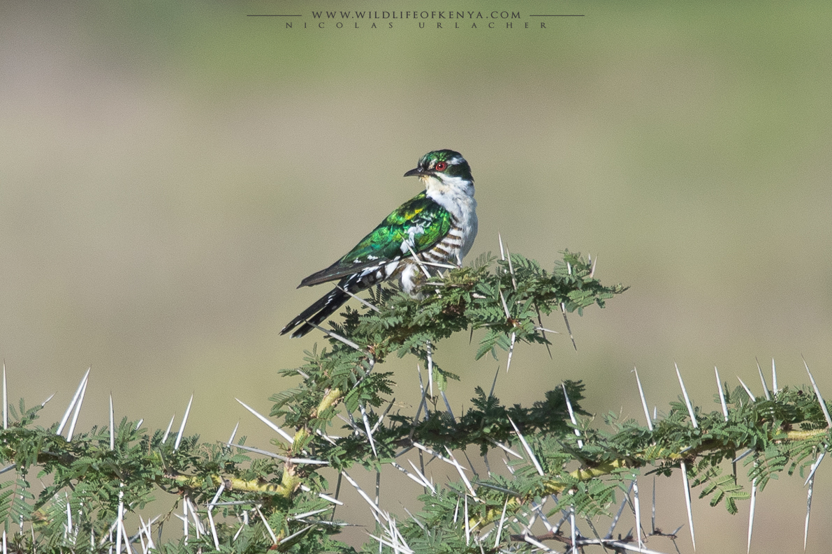 Diederik Cuckoo - wildlife of kenya by Nicolas Urlacher