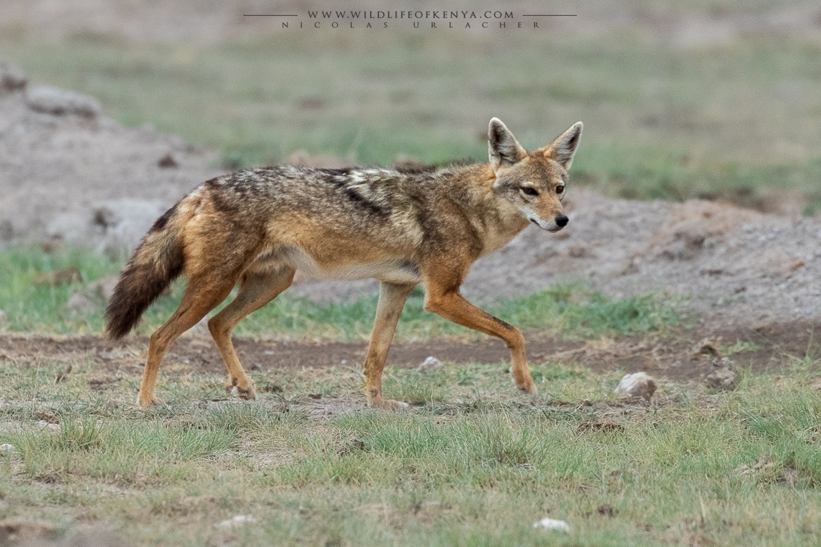 African Wolf - wildlife of kenya by Nicolas Urlacher