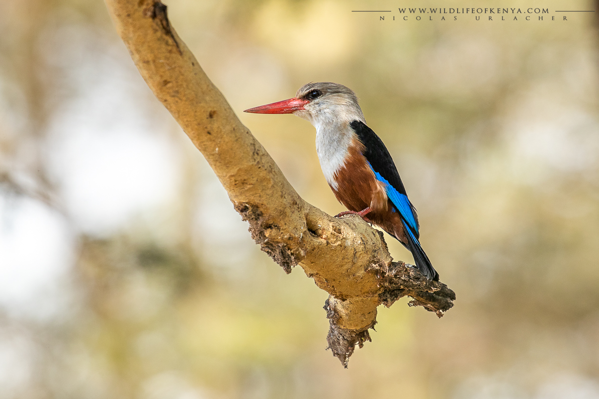 Grey-headed Kingfisher - wildlife of kenya by Nicolas Urlacher