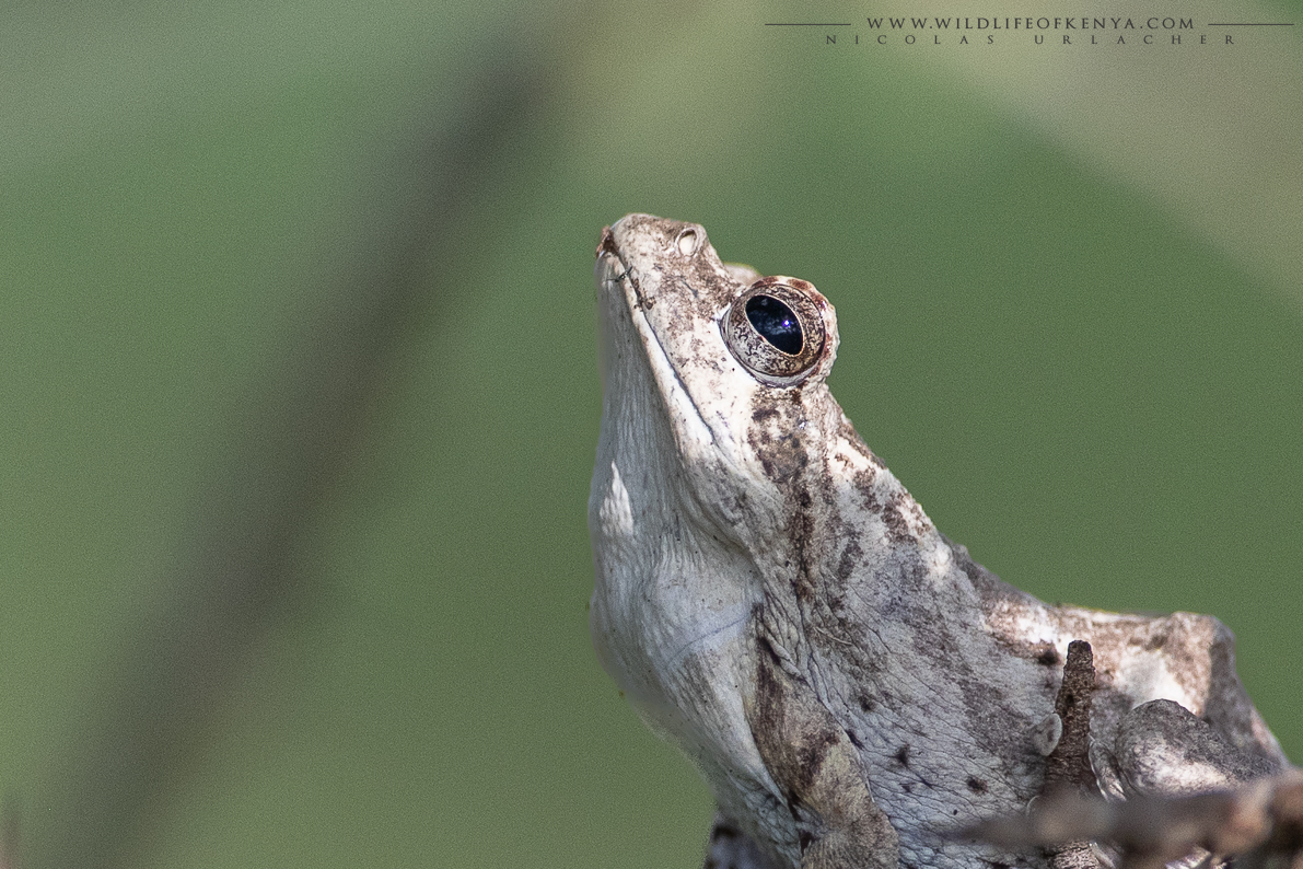 Chiromantis petersii - wildlife of kenya by Nicolas Urlacher