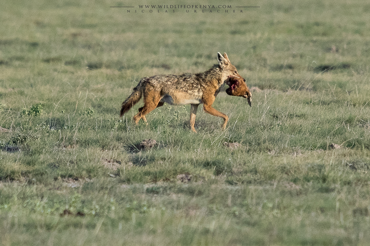 African Wolf - wildlife of kenya by Nicolas Urlacher