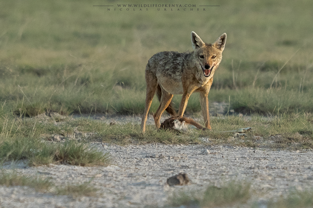 African Wolf - wildlife of kenya by Nicolas Urlacher