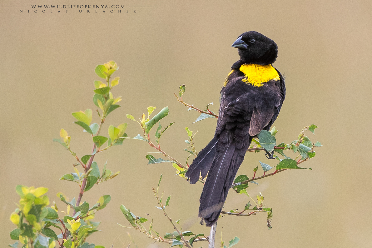 Yellow-mantled Widowbird - wildlife of kenya by Nicolas Urlacher