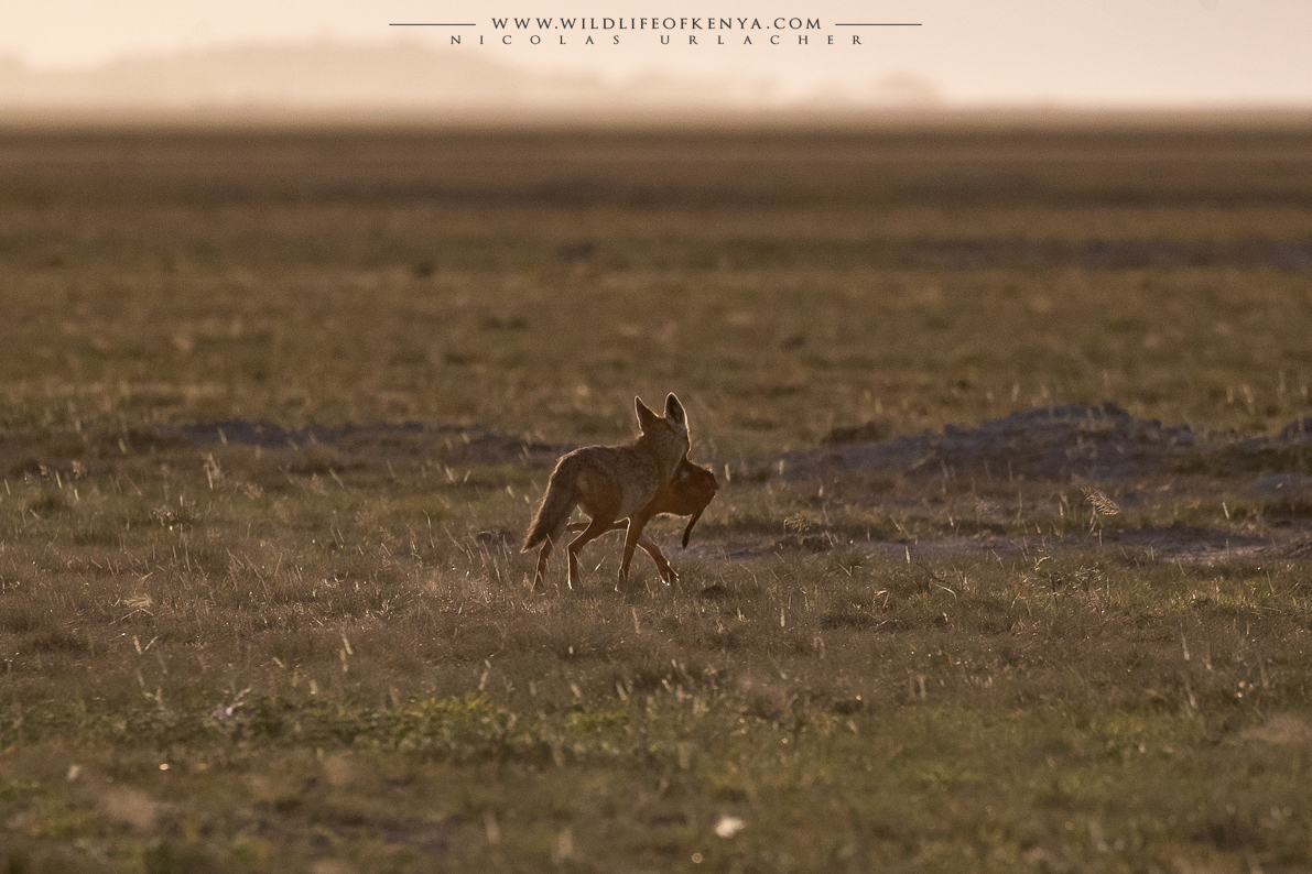 African Wolf - wildlife of kenya by Nicolas Urlacher