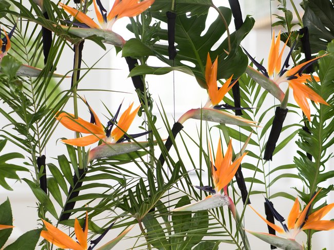 schildluis - Strelitziakwekerij, planten en bloemen