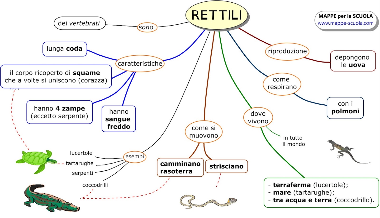 anfibi e rettili - Benvenuti su laclasse1a!
