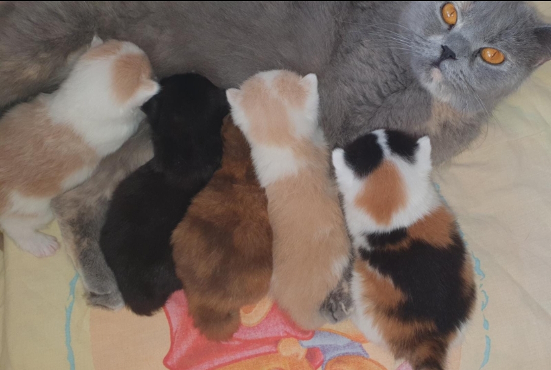 BKH-Kitten in NRW kaufen - bkh-kitten-nrw.de