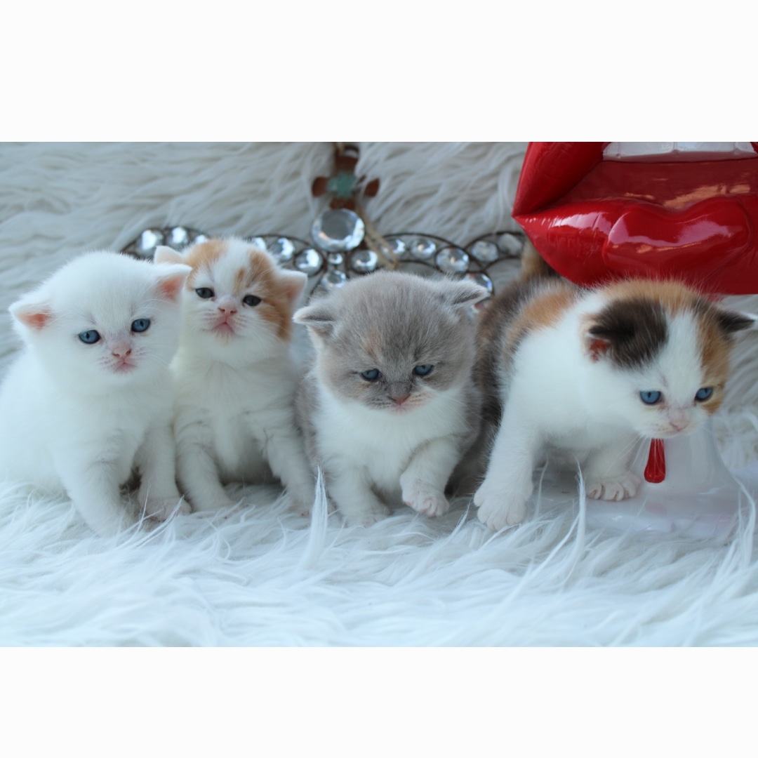 BKH-Kitten in NRW kaufen - bkh-kitten-nrw.de