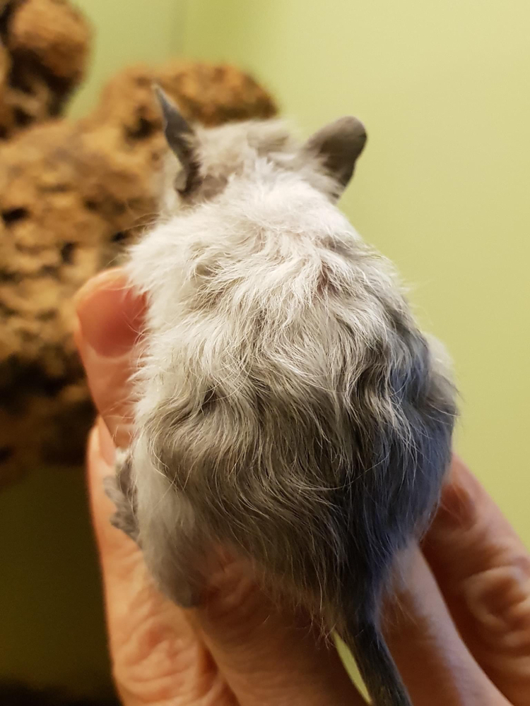 Degu Qualzuchten Rex und Nackt Degus - Deguzucht in Bayern