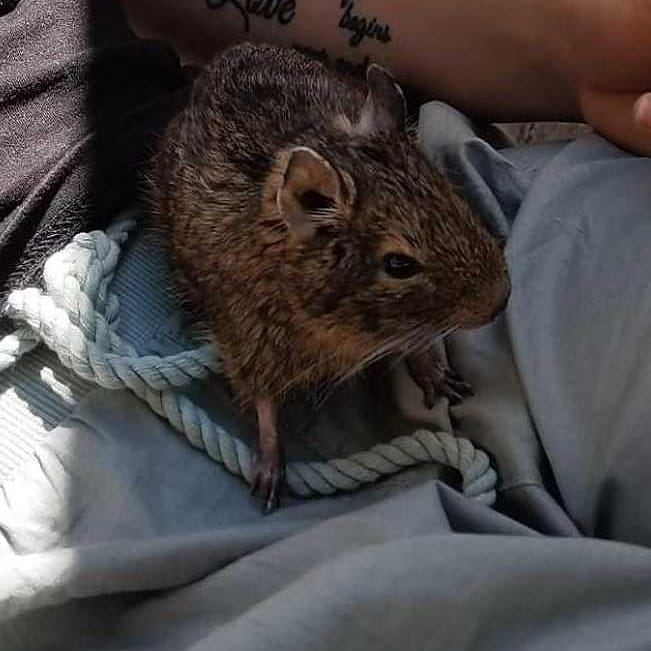 Degu Hauterkrankungen, Fell - Deguzucht in Bayern