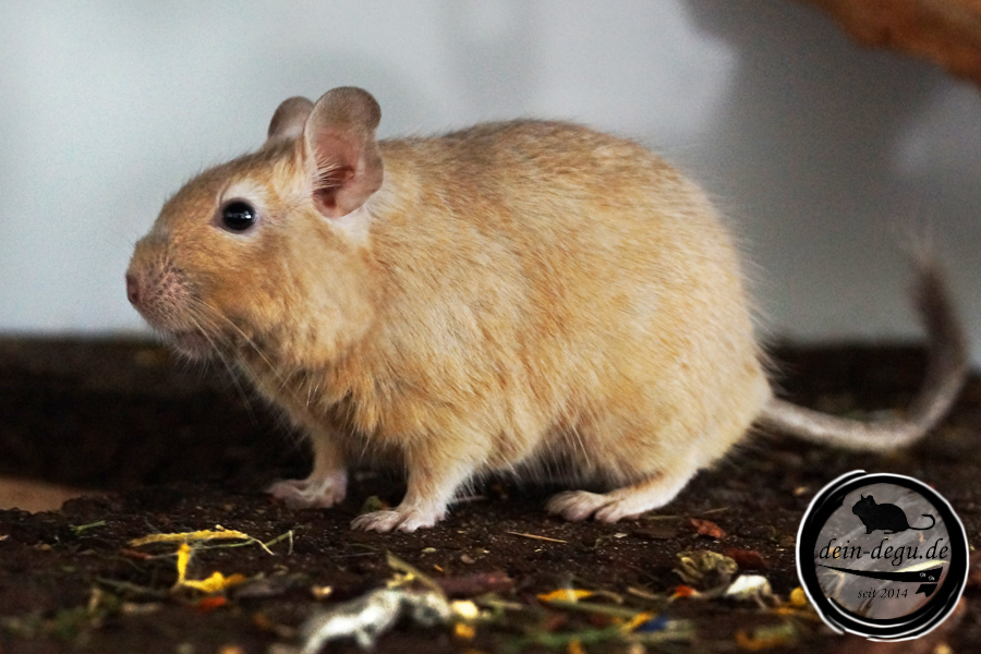 Degu Farben und Genetik - Deguzucht in Bayern