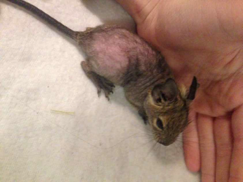 Degu Hauterkrankungen, Fell - Deguzucht in Bayern