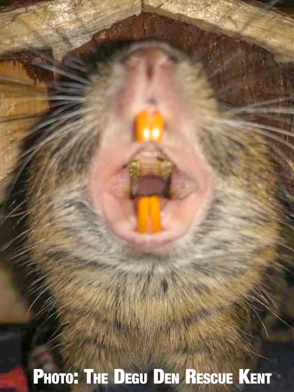 Degu Zahnprobleme - Deguzucht in Bayern