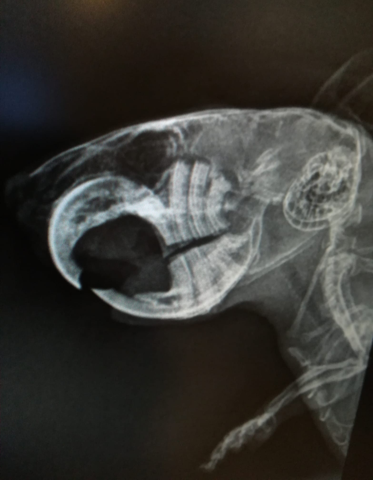 Degu Zahnprobleme - Deguzucht in Bayern