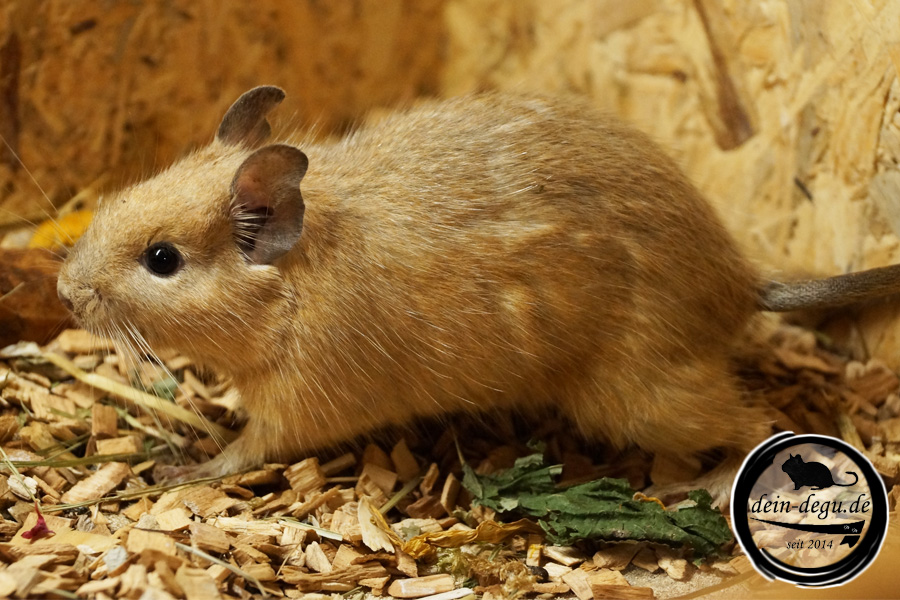 Degu Farben und Genetik - Deguzucht in Bayern