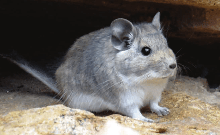 Der Degu - Deguzucht in Bayern