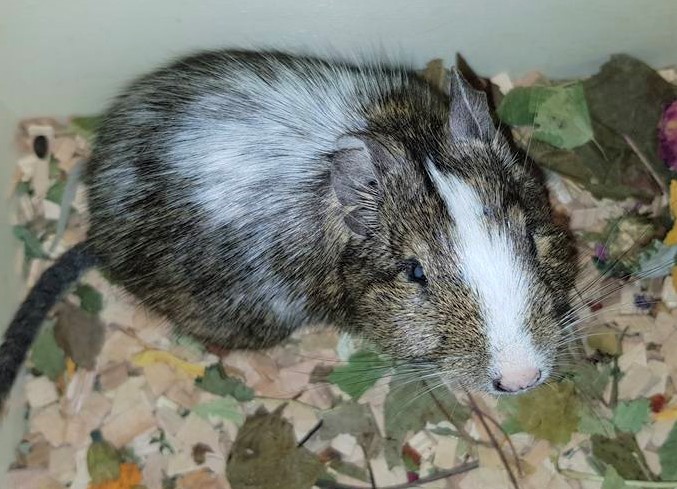 Degu innere Krankheiten, Tumore, Blähungen, Krämpfe - Deguzucht in Bayern