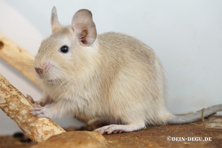 Degu Farben und Genetik - Deguzucht in Bayern
