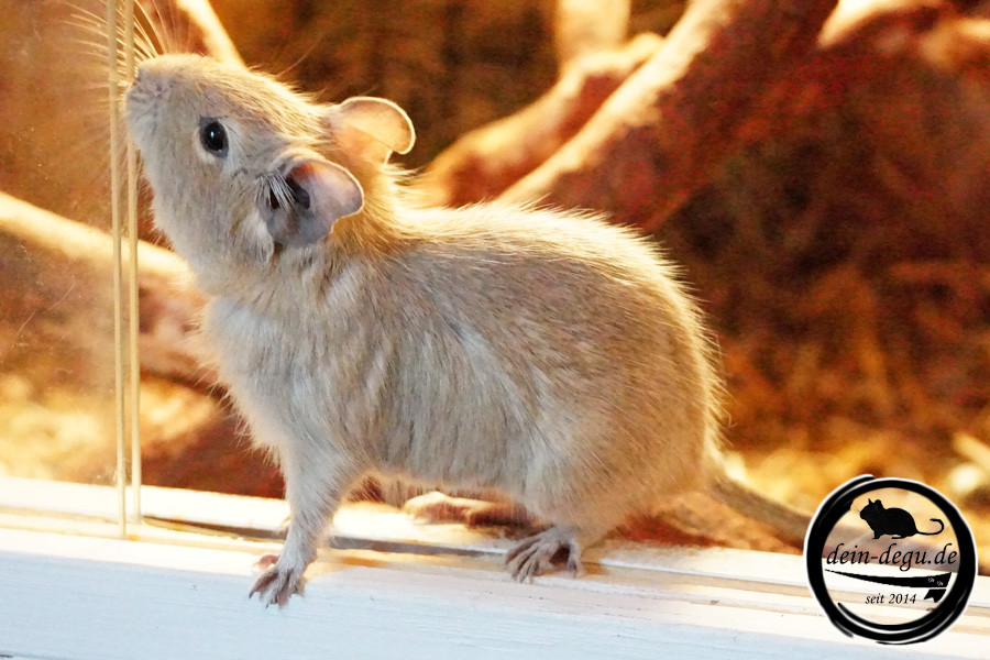 Degu Farben und Genetik - Deguzucht in Bayern