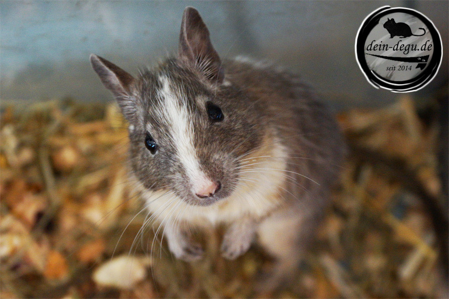 Degu Farben und Genetik - Deguzucht in Bayern