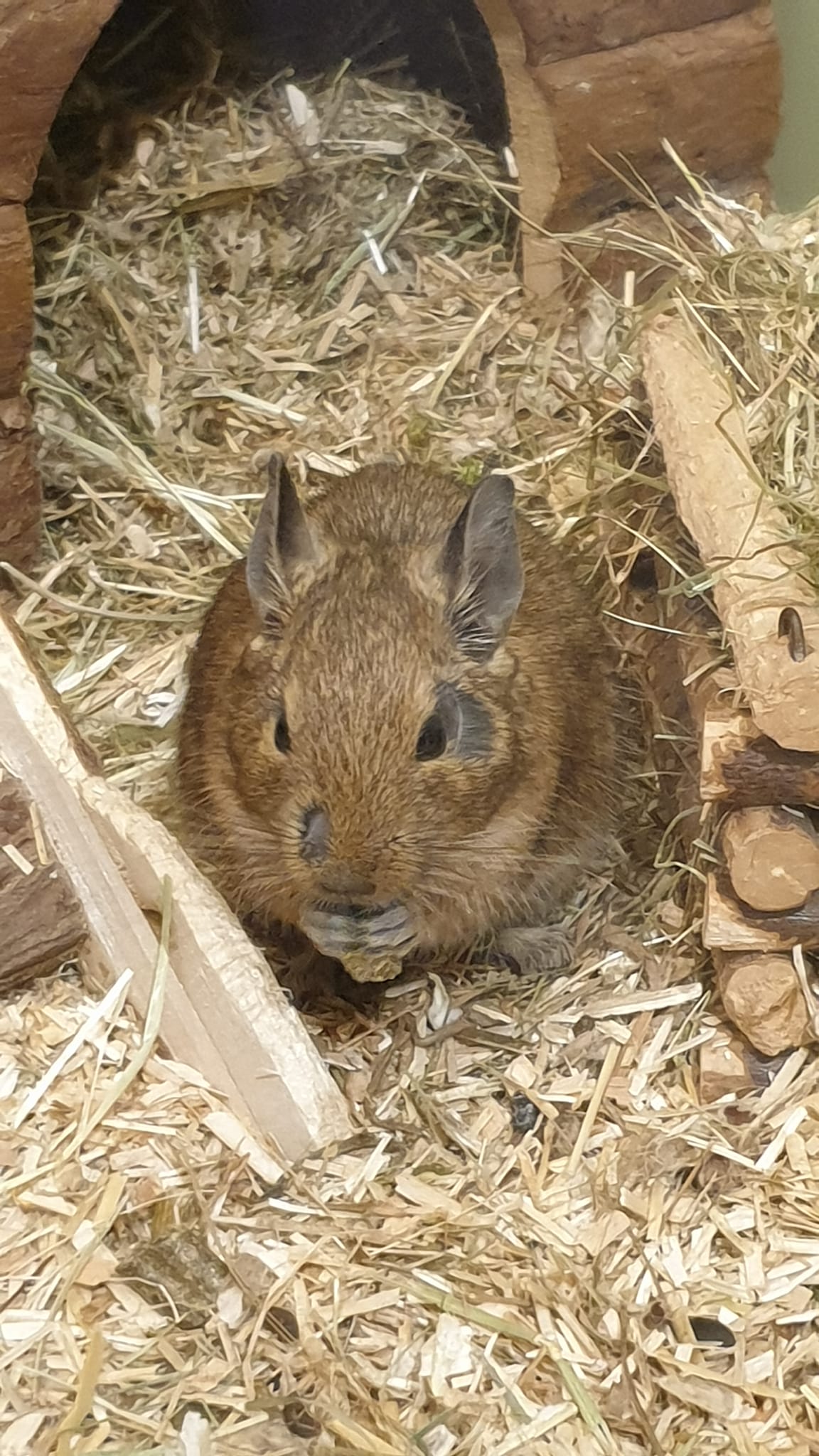 Degu Hauterkrankungen, Fell - Deguzucht in Bayern
