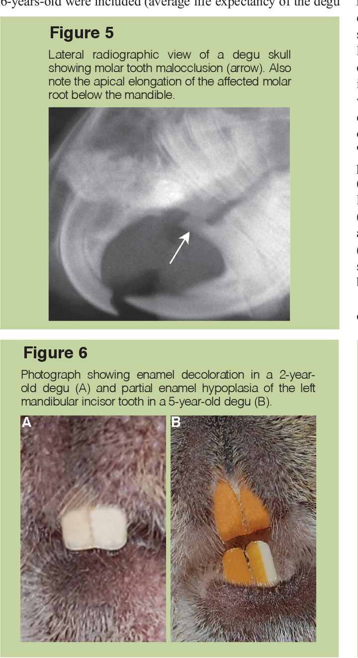 Degu Zahnprobleme - Deguzucht in Bayern