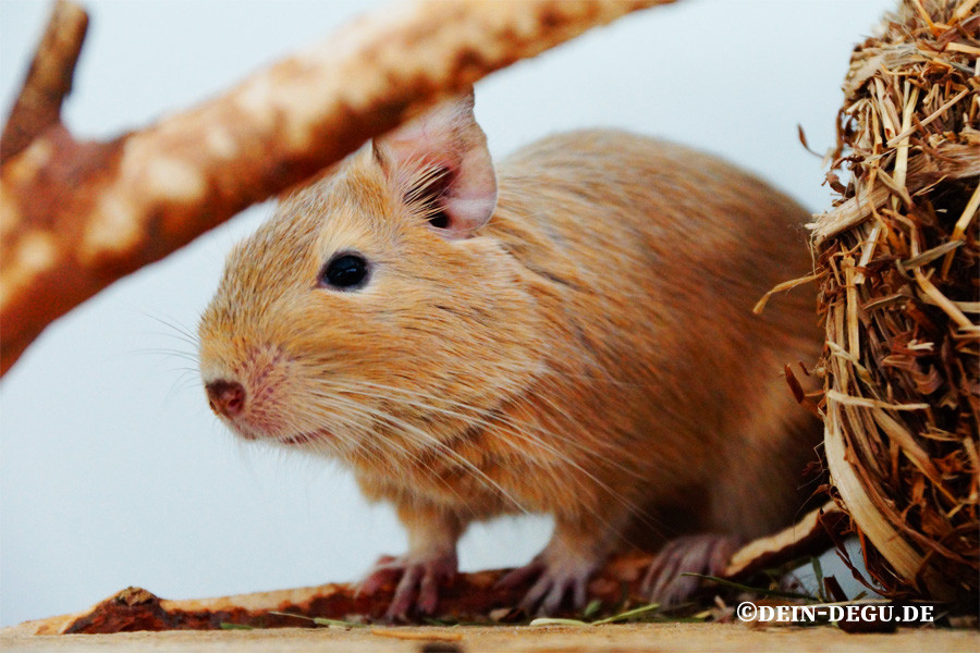 Degu Farben und Genetik - Deguzucht in Bayern