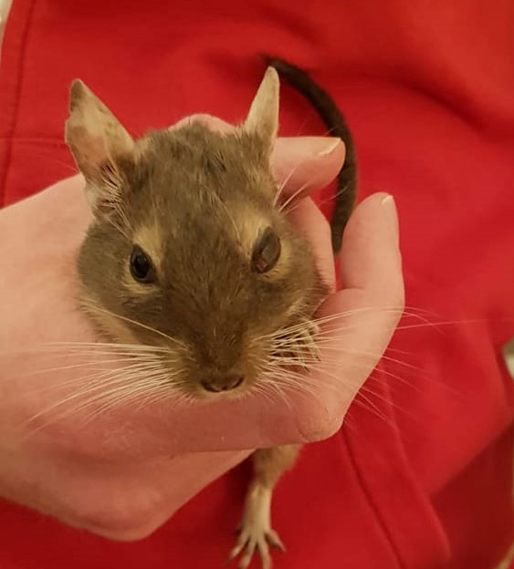 Degu innere Krankheiten, Tumore, Blähungen, Krämpfe - Deguzucht in Bayern
