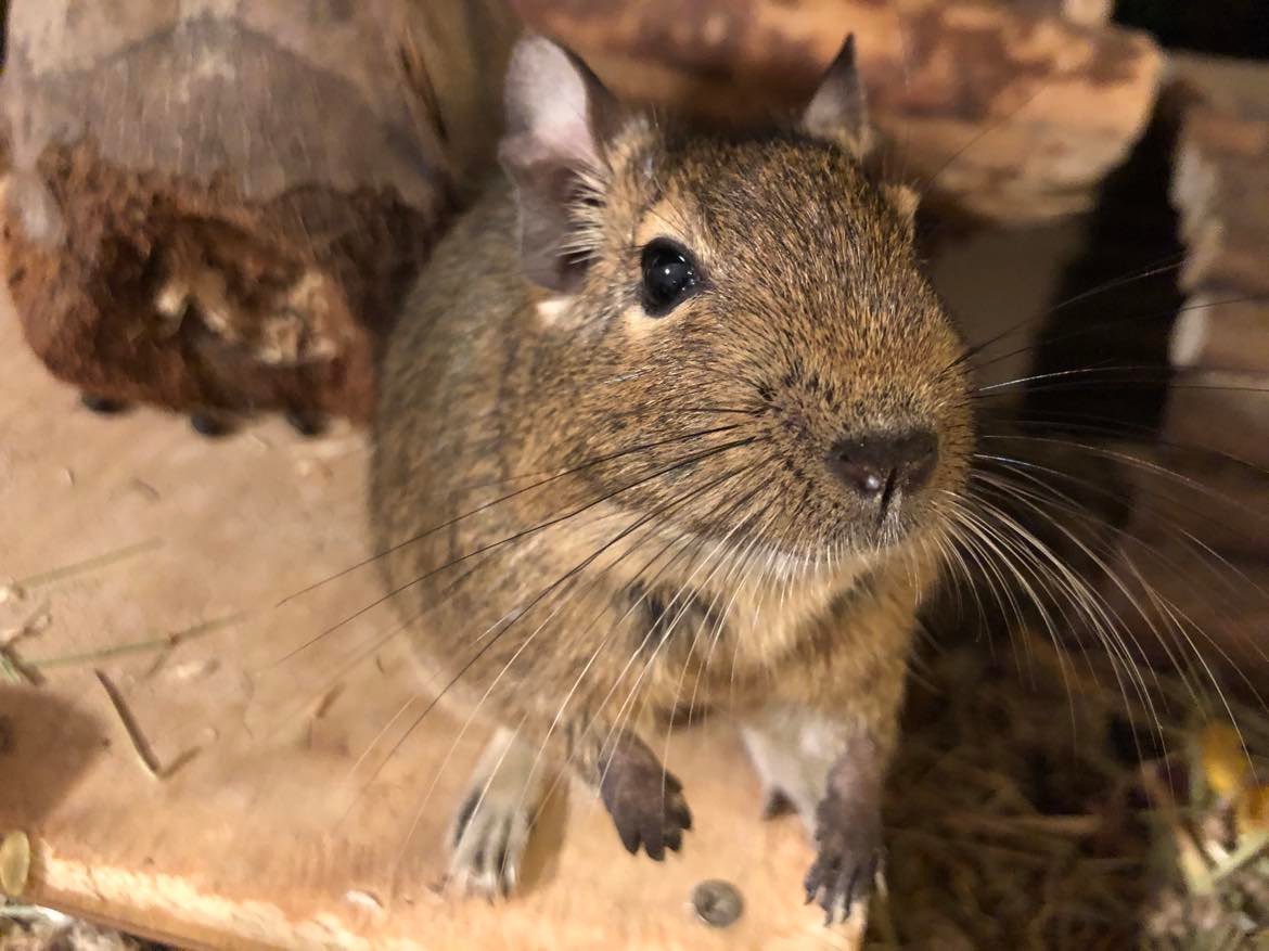 Degu Hauterkrankungen, Fell - Deguzucht in Bayern