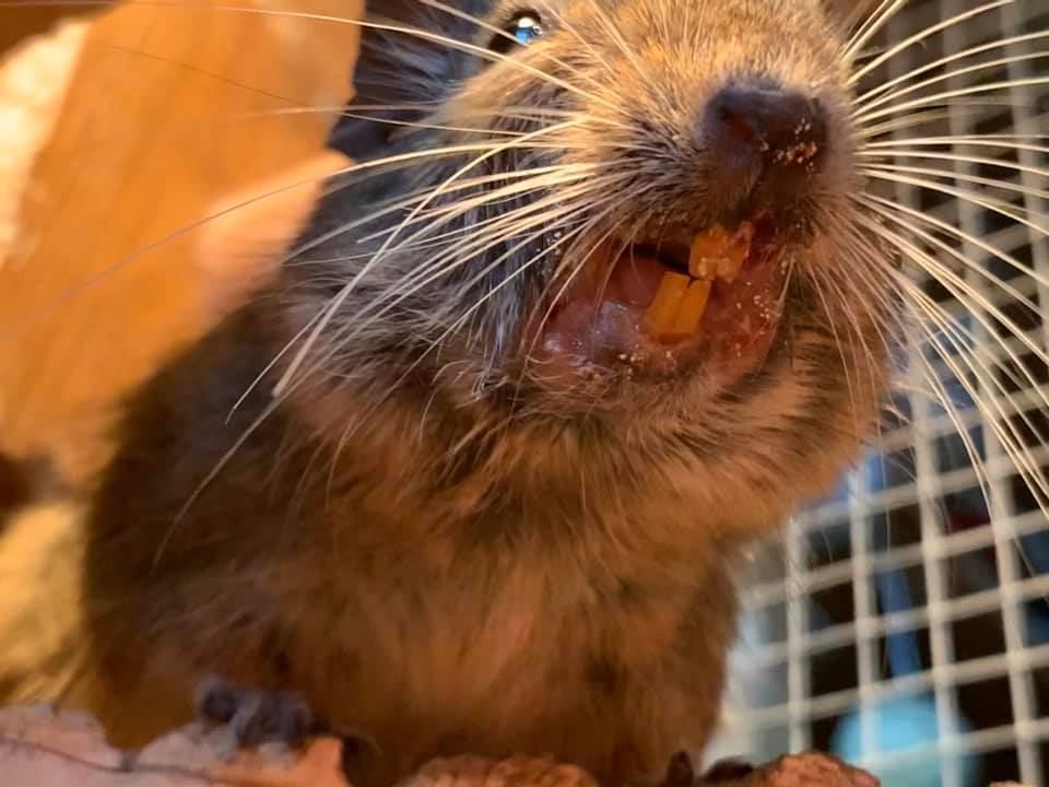 Degu Zahnprobleme - Deguzucht in Bayern